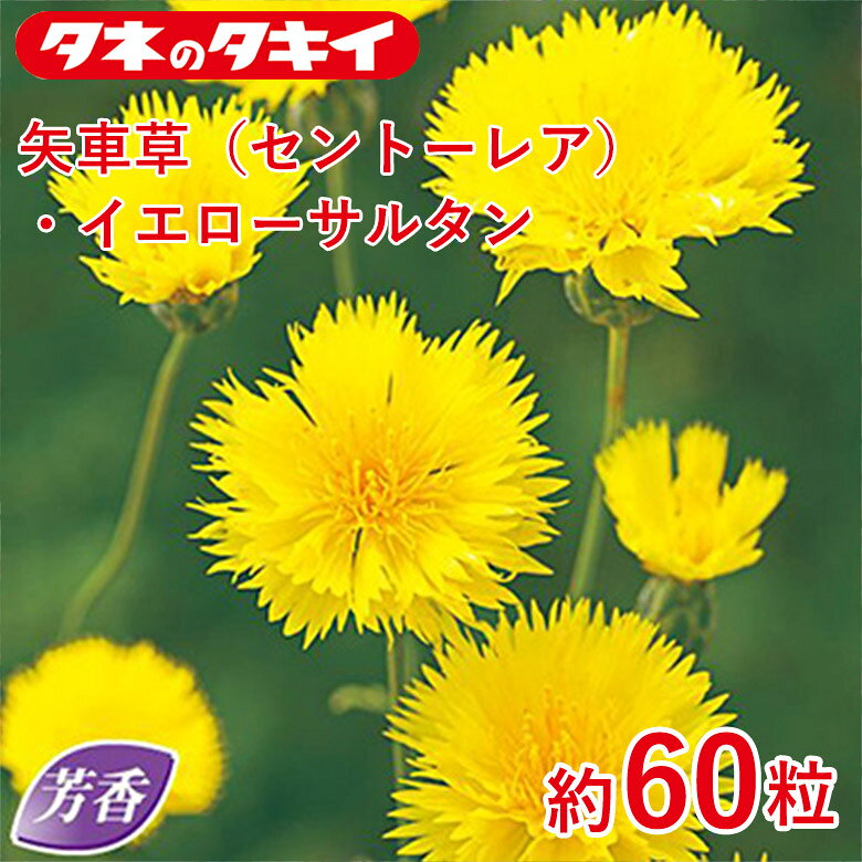 商品名 矢車草（セントーレア）・イエローサルタン 約60粒 学名 Saponaria 和名 ドウカンソウ サイズ/丈 約60cm 開花時期 発芽適温：15〜20℃前後 生育適温：10℃〜20℃ 花色 イエロー 耐寒性 強い 特徴 "花径5～...