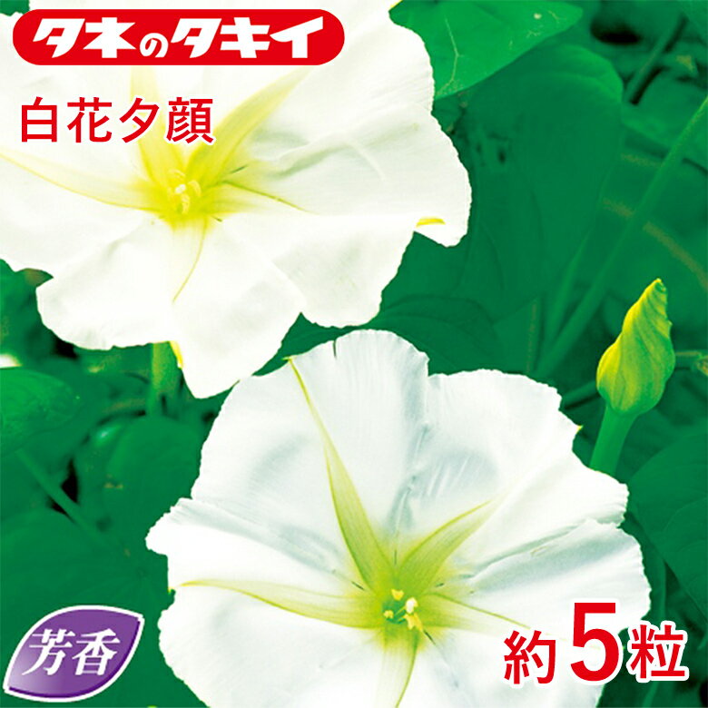 商品名 白花夕顔　約5粒 学名 Lagenaria siceraria (Molina) Standl. 和名 ユウガオ（夕顔） 開花時期 発芽適温：25℃前後 生育適温：20℃〜35℃ 発芽日数：5〜7日 特徴 和名の「ヨルガオ」の通り、...