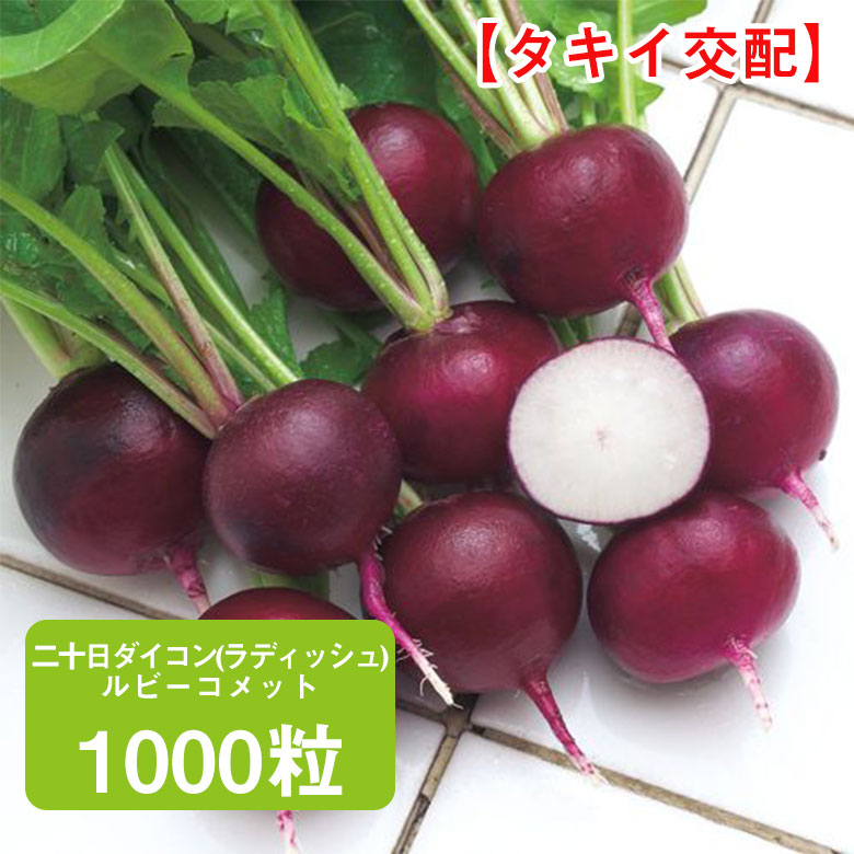 商品名 二十日ダイコン(ラディッシュ) ルビーコメット 1000粒 学名 Raphanus sativus var. hortensis 和名 ダイコン 開花時期 発芽適温：20℃〜25℃ 生育適温：17〜21℃ 発芽日数：3〜5日 特徴 ...