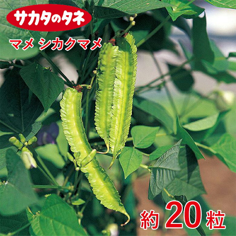 商品名 マメ シカクマメ 約20粒 学名 Psophocarpus tetragonolobus 和名 シカクマメ 開花時期 発芽適温：25℃〜30℃ 生育適温：20〜30℃ 発芽日数：7〜10日 特徴 7月ごろから旺盛に成長し、8月中旬ご...