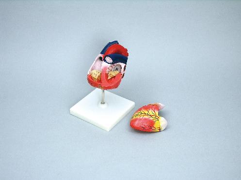 実物大の心臓模型です。 2分割して内部構造の観察ができます。 土台付き。 ・商品サイズ/土台付150×120×160mm ・材質/FRP2分割して内部構造の観察ができます！