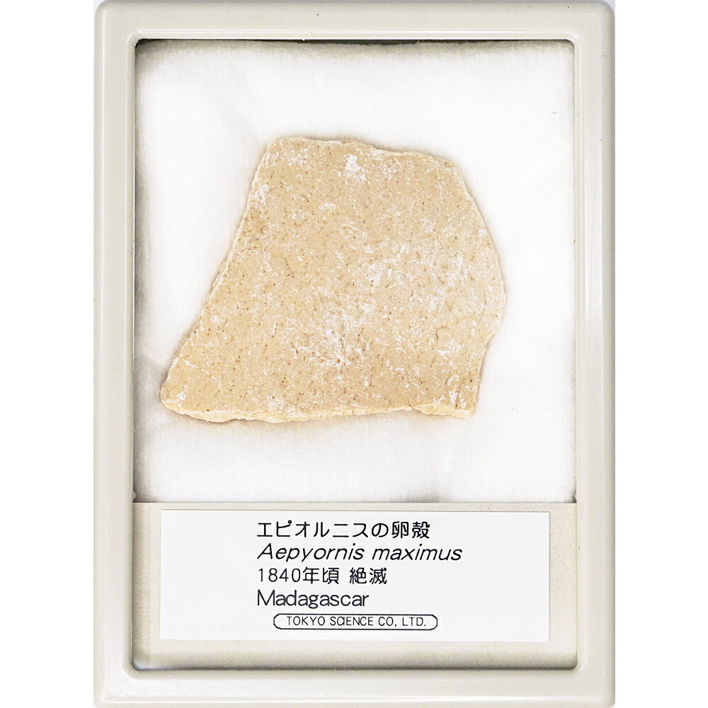 1840年頃絶滅 マダガスカル 中厚ケース入り 大きさは40mm前後が中心となります。 ケースサイズ（外寸）：82× 60×H40mm
