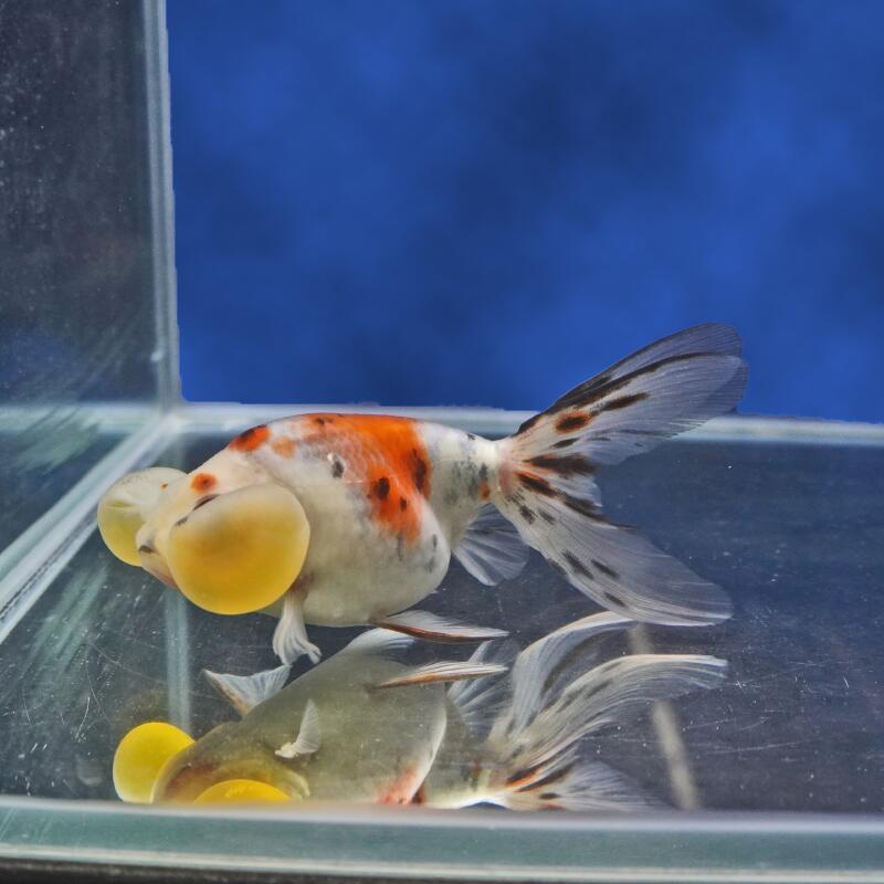 魚の種類 水泡眼 水質 中性〜弱アルカリ性 えさ 生き餌、人工飼料、冷凍の餌 水の温度 〜28°C 出荷サイズ 12.5cm± 最大サイズ 〜25cm 飼育難度 普通 備考 ヒレにマクレ・ヨレ・亀裂など、若干ある場合がございます。また、魚が...