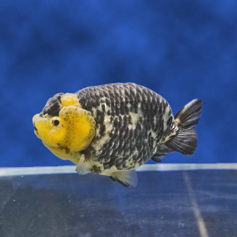 魚の種類 らんちゅう 水質 中性〜弱アルカリ性 えさ 生き餌、人工飼料、冷凍の餌 水の温度 〜28°C 出荷サイズ 13cm± 最大サイズ 〜25cm 飼育難度 普通 備考 ヒレにマクレ・ヨレ・亀裂など、若干ある場合がございます。 予めご了...