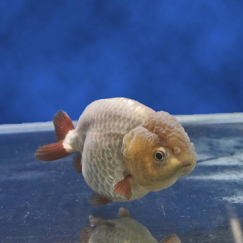 魚の種類 らんちゅう 水質 中性〜弱アルカリ性 えさ 生き餌、人工飼料、冷凍の餌 水の温度 〜28°C 出荷サイズ 8.5cm± 最大サイズ 〜25cm 飼育難度 普通 備考 ヒレにマクレ・ヨレ・亀裂など、若干ある場合がございます。また、魚...