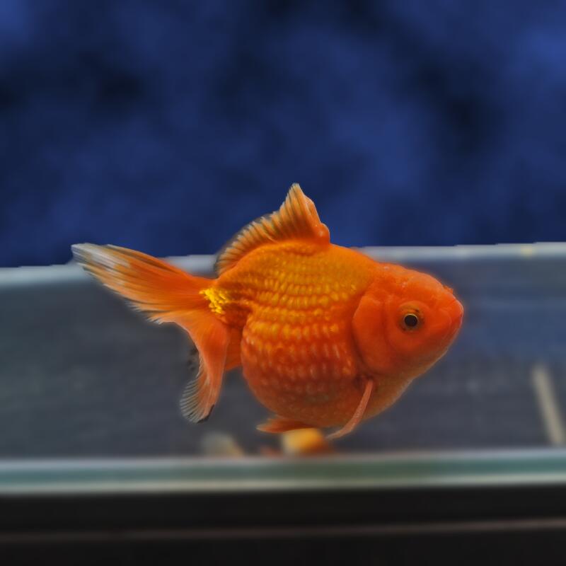 魚の種類 ピンポンパール 水質 中性〜弱アルカリ性 えさ 生き餌、人工飼料、冷凍の餌 水の温度 〜28°C 出荷サイズ 11cm± 最大サイズ 〜20cm 飼育難度 普通 備考 ヒレにマクレ・ヨレ・亀裂など、若干ある場合がございます。 予め...
