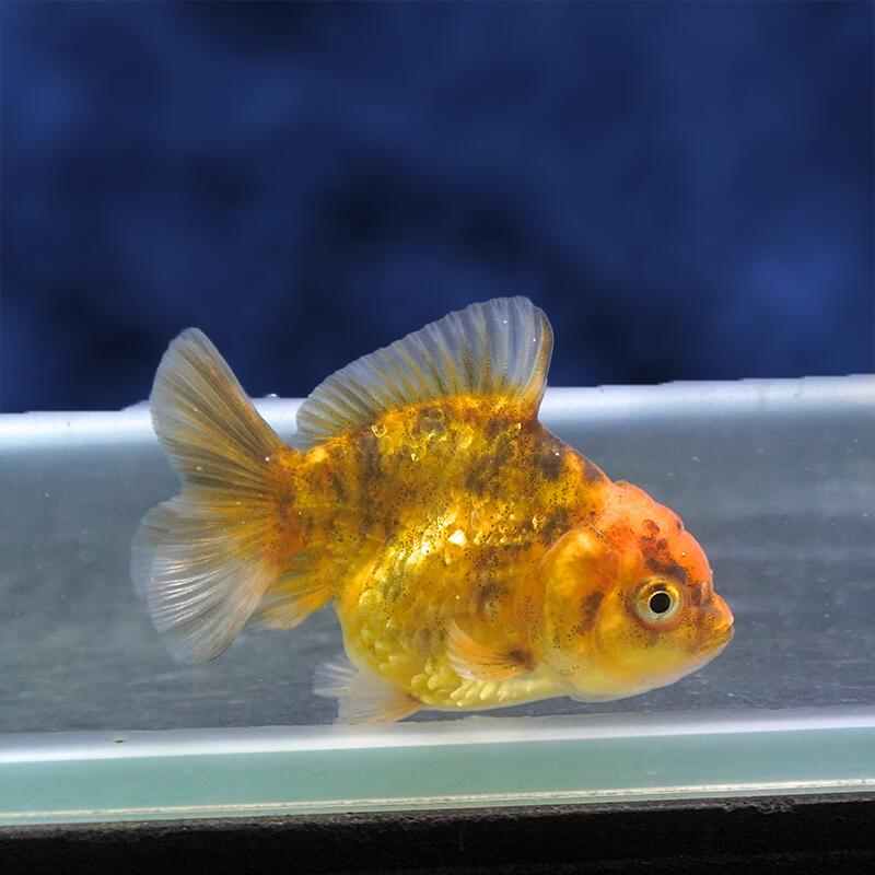 魚の種類 オランダ獅子頭 水質 中性〜弱アルカリ性 えさ 生き餌、人工飼料、冷凍の餌 水の温度 〜28°C 出荷サイズ 7cm± 最大サイズ 〜30cm 飼育難度 普通 備考 ヒレにマクレ・ヨレ・亀裂など、若干ある場合がございます。 また、...