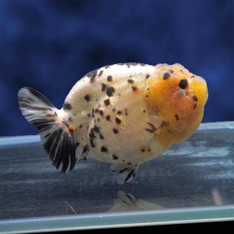 魚の種類 らんちゅう 水質 中性〜弱アルカリ性 えさ 生き餌、人工飼料、冷凍の餌 水の温度 〜28°C 出荷サイズ 14.5cm± 最大サイズ 〜25cm 飼育難度 普通 備考 ヒレにマクレ・ヨレ・亀裂など、若干ある場合がございます。 予め...