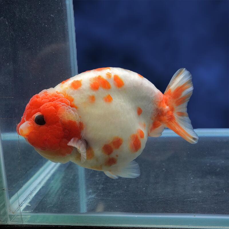 魚の種類 らんちゅう 水質 中性〜弱アルカリ性 えさ 生き餌、人工飼料、冷凍の餌 水の温度 〜28°C 出荷サイズ 14cm± 最大サイズ 〜25cm 飼育難度 普通 備考 ヒレにマクレ・ヨレ・亀裂など、若干ある場合がございます。 予めご了...