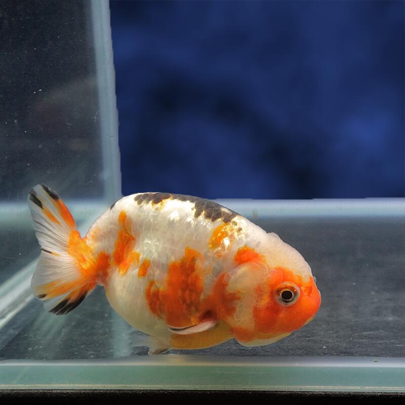 魚の種類 らんちゅう 水質 中性〜弱アルカリ性 えさ 生き餌、人工飼料、冷凍の餌 水の温度 〜28°C 出荷サイズ 9cm± 最大サイズ 〜25cm 飼育難度 普通 備考 ヒレにマクレ・ヨレ・亀裂など、若干ある場合がございます。 予めご了承...
