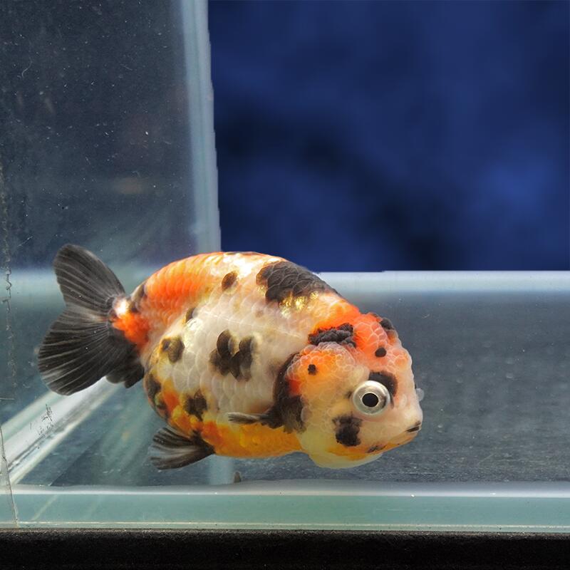 魚の種類 らんちゅう 水質 中性〜弱アルカリ性 えさ 生き餌、人工飼料、冷凍の餌 水の温度 〜28°C 出荷サイズ 9cm± 最大サイズ 〜25cm 飼育難度 普通 備考 ヒレにマクレ・ヨレ・亀裂など、若干ある場合がございます。 予めご了承...