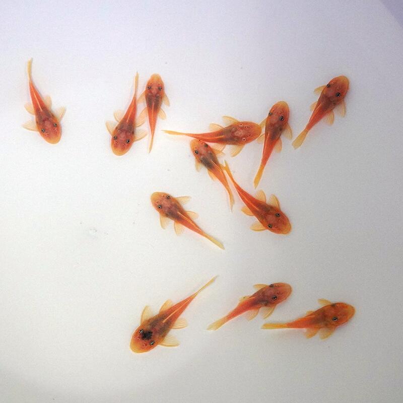 熱帯魚のご案内 魚の種類 ブルーアイゴールデンミニブッシープレコ 水質 弱酸性～中性 えさ 人工飼料（タブレット型） 水温 22°C〜28°C 出荷サイズ 3.5～5cm前後 最大サイズ 15cm 飼育難度 普通 備考 大型化しないプレコで...