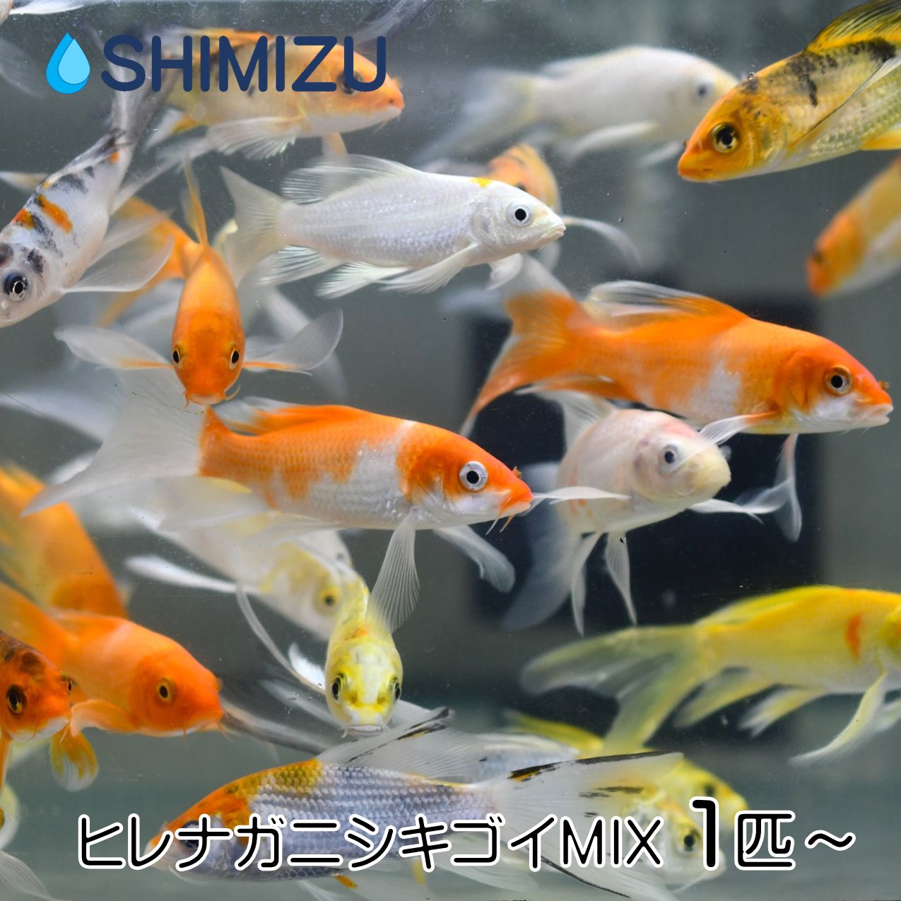 楽天市場】錦鯉(観賞魚の生態環境淡水)(観賞魚|熱帯魚 楽天市場】錦鯉(観賞魚の生態環境淡水)(観賞魚|熱帯魚