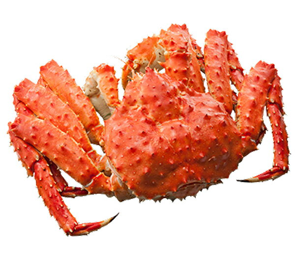 北海道根室で獲れた、たらばがにをお届けします。大型は特に希少、「北のグルメ」が総力を挙げて確保しました。 水揚げ後すぐに、当社指定工場で良質なものだけを選別し、活〆・茹で上げ・急速冷凍。北海道の美味しさを味わえます。 ※ボイル冷凍ですので、...