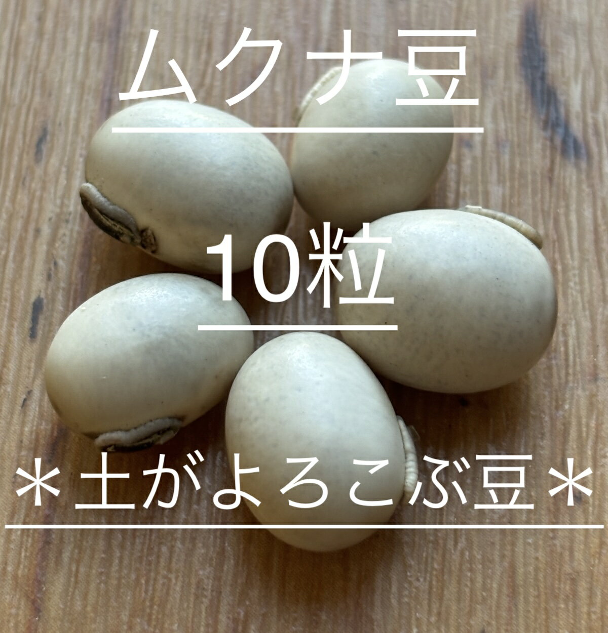 【商品説明】 自然に近い環境で育てたムクナ豆の種子をお届けします。 農薬や化学肥料に頼らず育った株から採種した種子です。 【はじめての方におすすめ「10粒セット」】 まずは育ててみたい方へ。 ムクナ豆はとても生命力が強く、面白いほどぐんぐん...