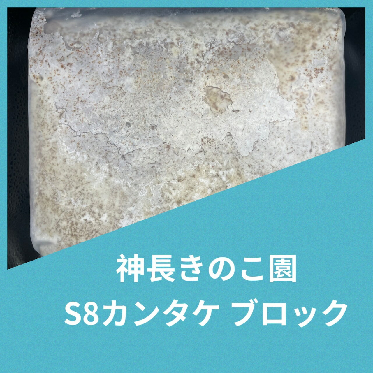 【送料無料】 S8カンタケ ブロック カワラタケ オオクワといえばこれ！ 幼虫飼育に！ 大型作出実績多数！ KPW クワガタ カブトムシ 最大羽化サイズは92.7ミリです。オオヒラタケよりも低温環境で使う菌糸となります。低温でキノコが生えづ...