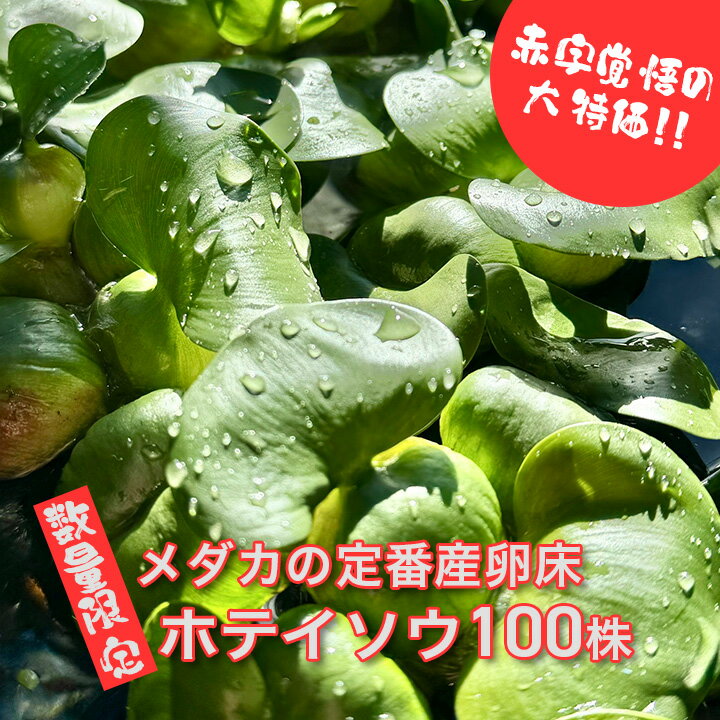 商品情報商品名ホテイソウ数量100株【数量限定!】ホテイソウ100株 ホテイアオイ 布袋草 メダカ 産卵床 アクアリウム メダカ飼育 メダカの産卵床に最適！メダカのシーズンに欠かせない定番の産卵床。数量限定! 赤字覚悟の大特価!! 【商品説...