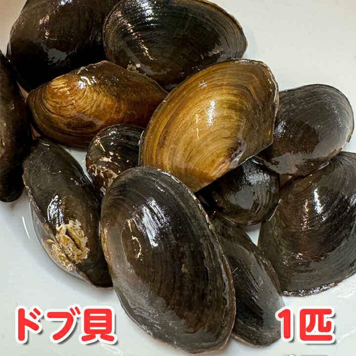 商品情報商品名ドブ貝数量1匹サイズ3～6 cm【ドブ貝（1匹）】淡水魚 二枚貝 タナゴ カネヒラ 産卵 繁殖 川魚 観賞魚 水質浄化 グリーンウォーター対策 ビオトープ タナゴやカネヒラの産卵・繁殖。水質浄化やグリーンウォーター対策として。...