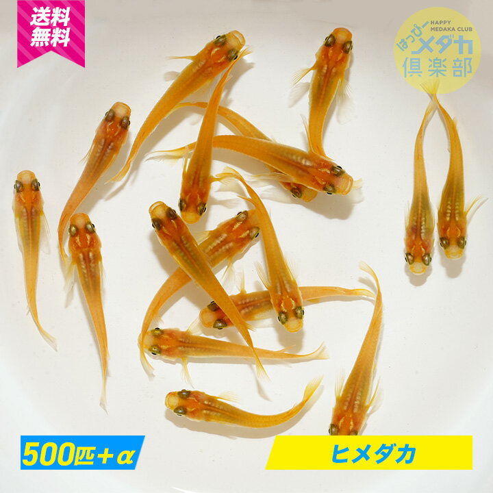 商品情報商品名ヒメダカ数量500匹+αサイズ約1.5〜3.5cm【ヒメダカ500匹】めだか ◆おすすめ◆ 観賞魚/ 飼育/ アクアリウム/ メダカ飼育 肉食魚 生餌 活餌 研究用 実験用 メダカ飼育の初心者さんおすすめ！ヒメダカ500匹セッ...