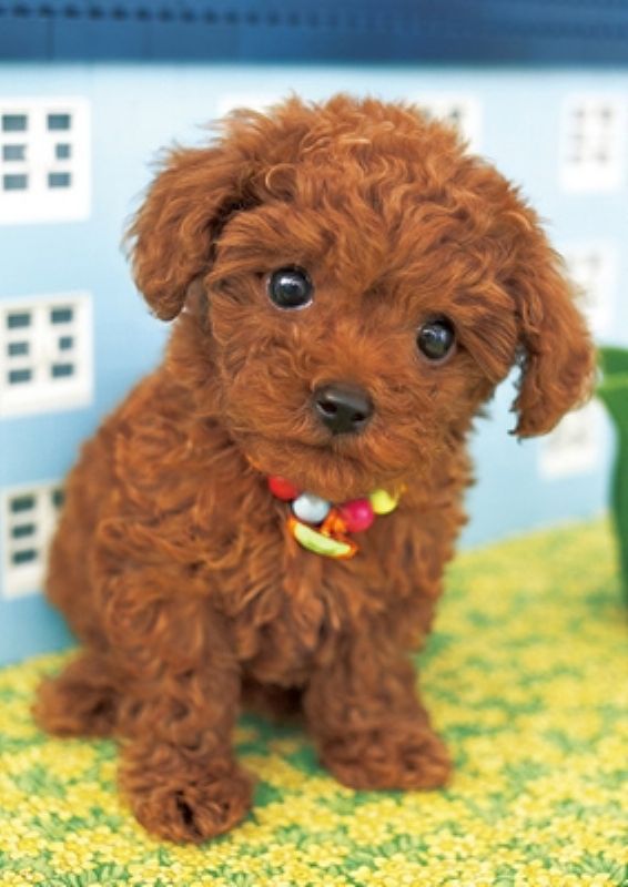 ピース数 108ピース 完成サイズ 18.2cm×25.7cmパネルは別売りです。このサイズに合うパネル←クリックすると別ウィンドウで開きます。 作家名・作品名・商品シリーズ名 いぬ 特徴 メーカー (株)アップルワン 発売日 - 備考 ※...