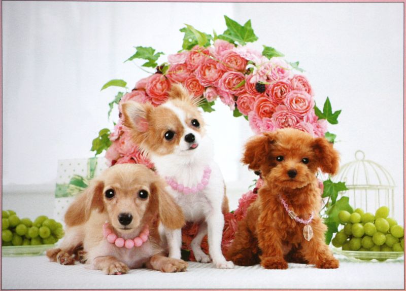 ピース数 759スモールピース 完成サイズ 38cm×53cmパネルは別売りです。このサイズに合うパネル←クリックすると別ウィンドウで開きます。 作家名・作品名・商品シリーズ名 いぬ/ミニチュア・ダックスフンド、チワワ、トイ・プードル/パズ...