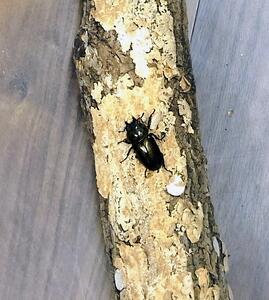 【北海道　沖縄へは発送できません】【生体につき、日時指定は、2週間以内にお願いします】 ※画像は、参考画像になります。画像は、光の具合等により、実物の色と異なって見える場合がございます ☆ババオウゴンオニクワガタ 学名：　 産卵は、難しいと...
