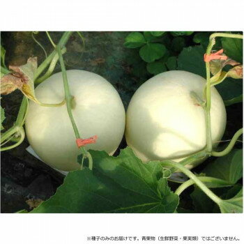 ホームランスター改良系より一回り大きな果実が収穫できる!果皮は美しい乳白色、果肉は白色で黄斑、裂果の発生が少ないです。着果後42〜43日で収穫でき、果重1.2〜2.0kg、やや腰高球形に仕上がります。雌花の着生が良く、悪天候下でも肥大性が特...