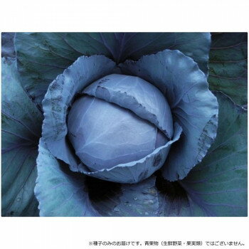 品質がとても良い極早生レッドキャベツ!球色・内色ともに鮮やかな濃紫紅色の丸型キャベツです。極早生で定植後65日から収穫できます。球重1.3〜1.6kgで結球性に優れ、よく締まります。外葉はコンパクトで密植栽培も可能です。【注意事項】※種子は...