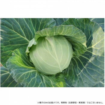 病気に強く栽培しやすいボールキャベツ萎黄病・黒腐病耐病性の栽培しやすいボールキャベツです。根張りがよく、耐暑性・耐湿性にも優れます。草姿は半立性で外葉がコンパクトなため、密植栽培に適しています。定植後60日〜65日で収穫期に達し、1.2〜1...