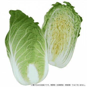 春作でも抽苔の心配が少ない極晩抽性白菜極晩抽性で春まき栽培に最適です。播種後約50〜55日で約2.2kgに達する極早生種です。病害、生理障害に強く作りやすいです。密植すれば700g〜1kg程度のミニ白菜として収穫できます。【栽培のポイント】...