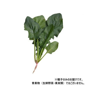 低温期でも収量性抜群!べと病(R1〜11・13・15)抵抗性を持つ。葉は極濃緑色で、浅く切れ込む。立性の葉柄は太くボリュームがある。低温期伸長性に優れる。※種子は播種後の栽培条件、天候事情により、その結果が異なる場合がございます。万が一、結...
