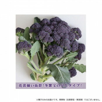 花蕾揃い抜群!冬紫宝の早生タイプ!冬紫宝の早生タイプで、定植後65〜70日で収穫期に達する。頂花蕾を10月下旬〜1月下旬に収穫し、3月まで順次側枝の収穫が続く。花蕾を茹でると深い緑色に変化する。茎もやわらかく、甘みがあります。【栽培のポイン...