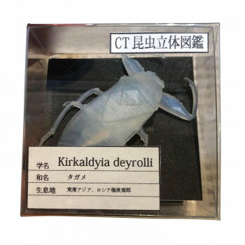昆虫立体図鑑タガメ!タガメのフィギュア!サイズ縦5.5×横5.5×高さ2.5cm個装サイズ：6×6×3cm重量10g個装重量：10g素材・材質PLA生産国日本fk094igrjs