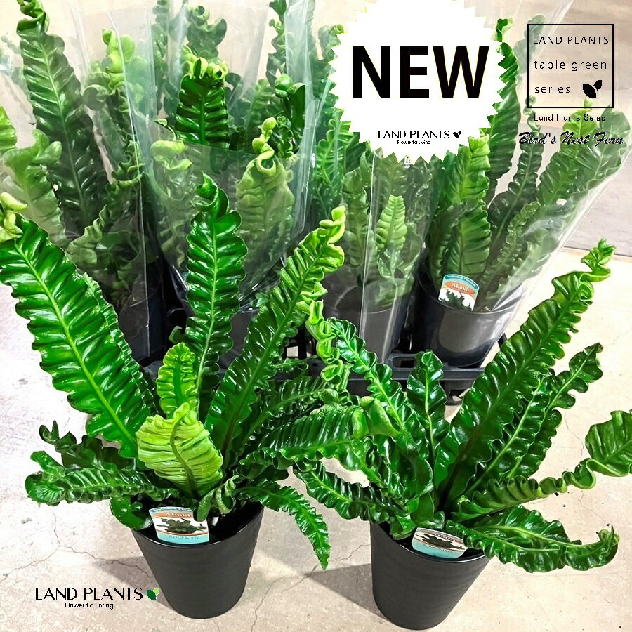 楽天市場】アスプ レニウム(高さ(植物)~ 70.9cm)の通販 楽天市場】アスプ レニウム(高さ(植物)~ 70.9cm)の通販