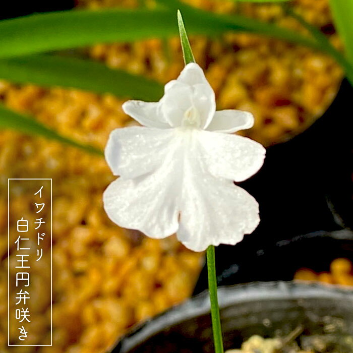 商品説明 イワチドリ「白仁王円弁咲き」球根 3球セット 【イワチドリ（岩千鳥）】 科名：ラン科　属名： ヒナラン属 原産地：日本　本州中部地方以西と四国に分布 開花期：4月下旬〜5月中旬 置き場所・水やり 【置き場所】 芽が出始めたころから...
