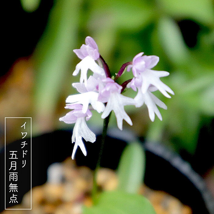 商品説明 イワチドリ「五月雨無点」球根 3球セット 【イワチドリ（岩千鳥）】 科名：ラン科　属名： ヒナラン属 原産地：日本　本州中部地方以西と四国に分布 開花期：4月下旬〜5月中旬 置き場所・水やり 【置き場所】 芽が出始めたころから、風...