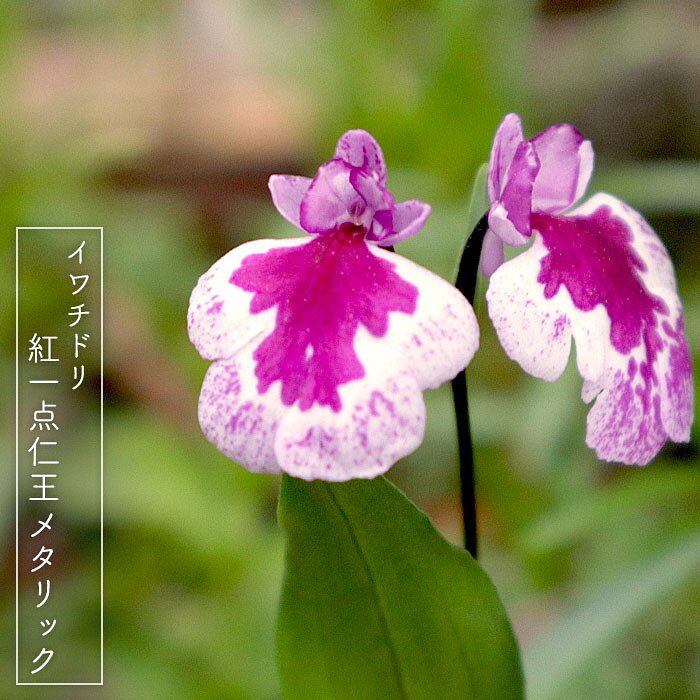 商品説明 イワチドリ「紅一点仁王メタリック」球根 3球セット 【イワチドリ（岩千鳥）】 科名：ラン科　属名： ヒナラン属 原産地：日本　本州中部地方以西と四国に分布 開花期：4月下旬〜5月中旬 置き場所・水やり 【置き場所】 芽が出始めたこ...