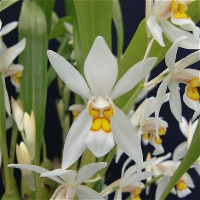 セロジネ ニチダ 原種■　特徴Coel.nichida ラン科・セロジネ属の多年草。 東南アジアに広く分布し、樹上や岩などに着生するランです。 海岸線から標高の高い場所等、広い地域に分布します。 柑橘系の香り。若干クールタイプ。 開花期：春...