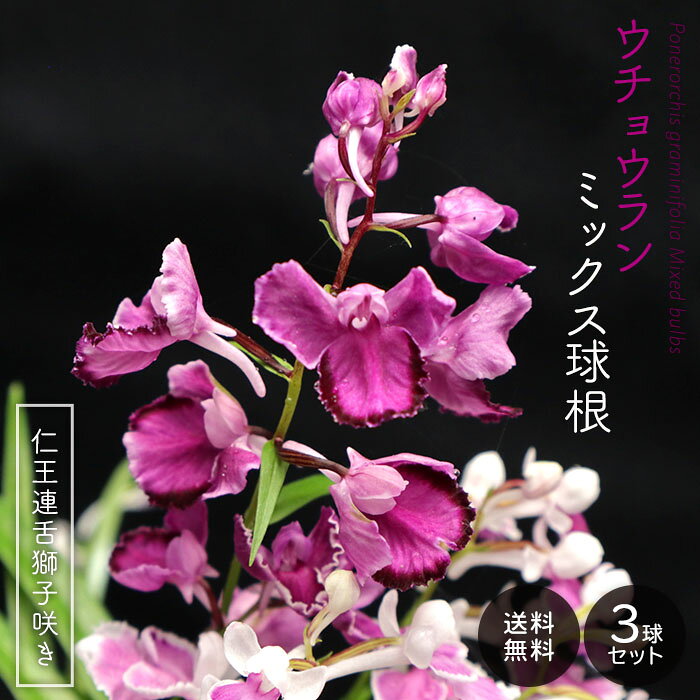 商品説明 ウチョウラン「仁王連舌獅子咲き 大輪」ミックス球根 3球セット 【ウチョウラン（羽蝶蘭）】 科名：ラン科 原産地：日本 開花期：6月〜7月 置き場所・水やり 【置き場所】 芽が出始めたころから、風通しのよい、明るい日陰で育てます。...