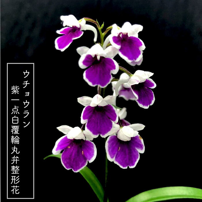 商品説明 ウチョウラン「紫一点白覆輪丸弁整形花」3球セット 【ウチョウラン（羽蝶蘭）】 科名：ラン科 原産地：日本 開花期：6月〜7月 置き場所・水やり 【置き場所】 芽が出始めたころから、風通しのよい、明るい日陰で育てます。 冬の休眠中は...