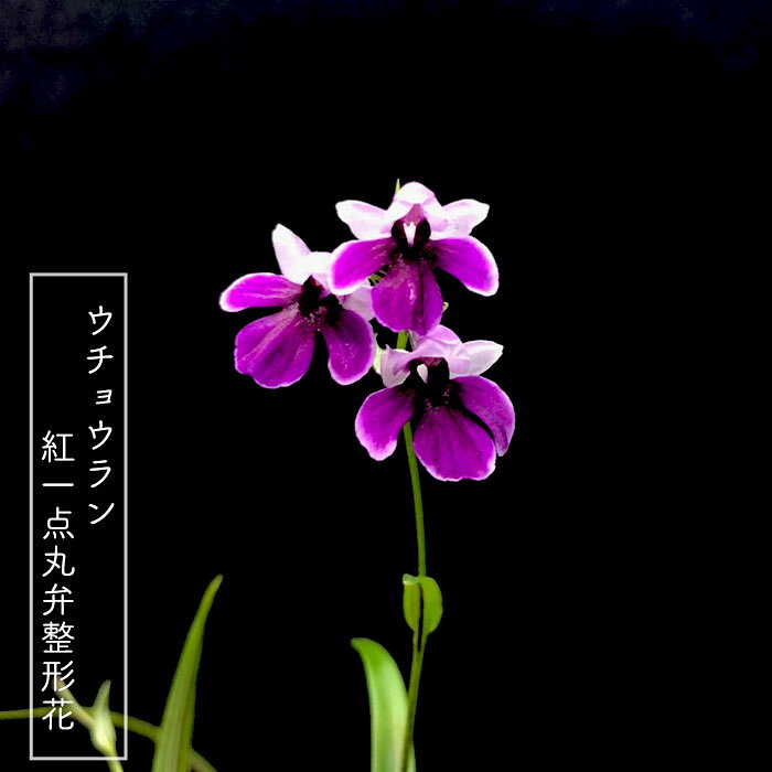商品説明 ウチョウラン「紅一点丸弁整形花」 3球セット 【ウチョウラン（羽蝶蘭）】 科名：ラン科 原産地：日本 開花期：6月〜7月 置き場所・水やり 【置き場所】 芽が出始めたころから、風通しのよい、明るい日陰で育てます。 冬の休眠中は、鉢...