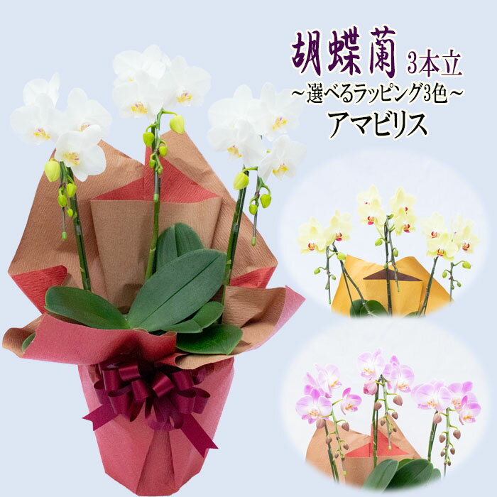 ギフト コチョウラン 3本立ち 6号鉢 胡蝶蘭 洋ラン 洋蘭 鉢花 お歳暮 プレゼント プレゼントに胡蝶蘭はいかがですか？ いつもよりランクアップした贈り物。 ラッピング、立札はサービスでお付けします。 《アマビリス》特徴 冠婚葬祭いつでも...