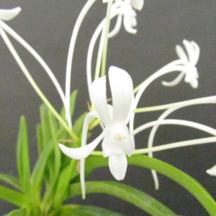 バンダ 風蘭 原種■　特徴V. falcata 日本、中国、朝鮮半島を原産とする、ラン科フウラン属の常緑多年草。 別名：フウキラン（富貴蘭）とも呼ばれ、根を伸ばし樹木や岩に着生します。 開花期：6月〜8月 ■　置き場所強い日差しを好まないの...