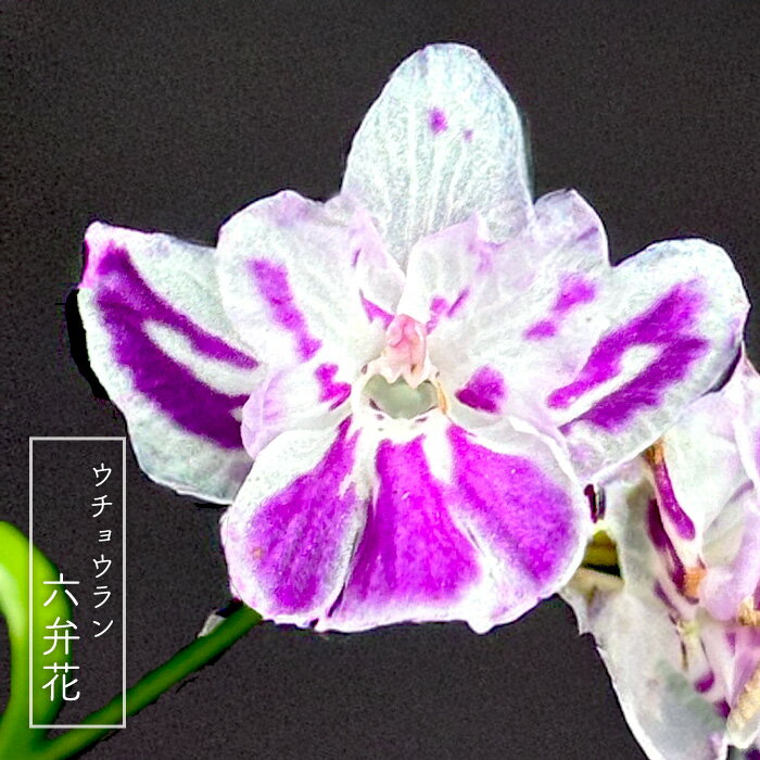 商品説明 ウチョウラン「六弁花」 3球セット ウチョウランの中でも珍しい『六弁花』の3球セットです。 ブリーダーが六弁花のみを3球を厳選しお届けします。 【ウチョウラン（羽蝶蘭）】 科名：ラン科 原産地：日本 開花期：6月〜7月 置き場所・...