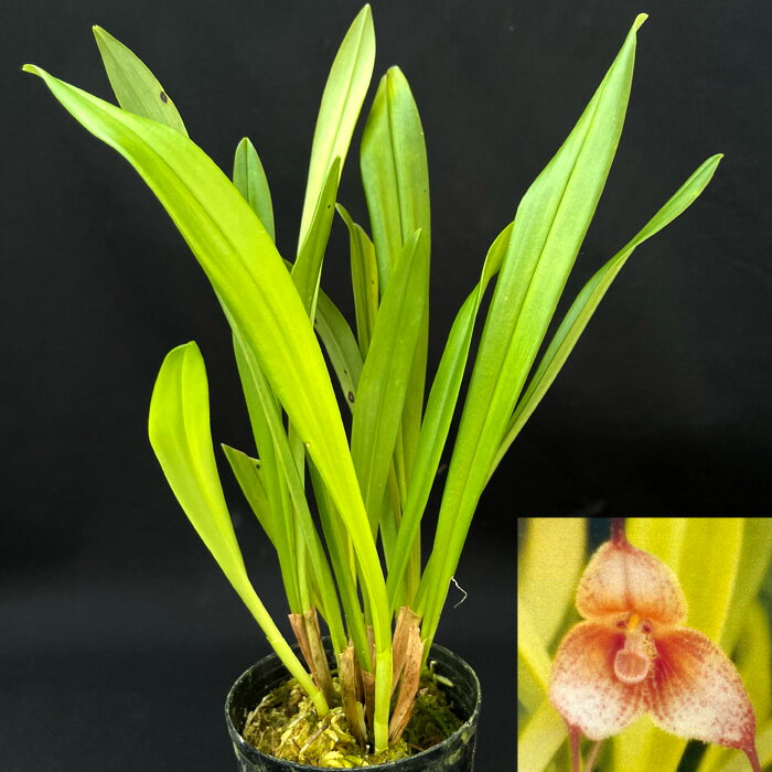 ドラキュラ ベニフィカ セレナ■　特徴Dracula venifica 'selene' ※原種実生のため画像と違う花が咲く場合がございます。 マスデバリア属から分離された属のため、花姿がよく似ている。 褐色系の花色や、花姿が『吸血鬼』に似...