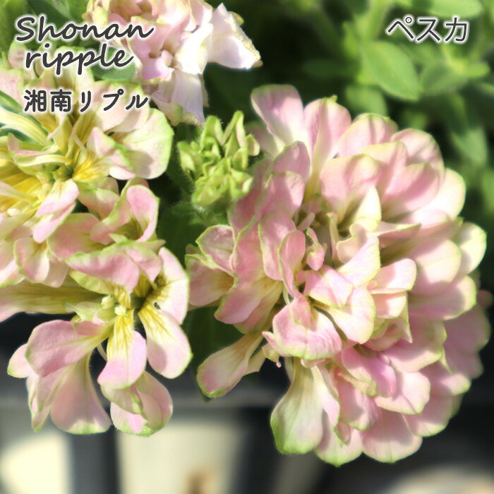 商品説明 ガルテン湘南さんのペチュニア、深い切れ弁と緑色の縁取りのフリルのような"無造作"に咲く花が印象的な、幻のペチュニアこと「湘南リプル」シリーズ。 　 鉢花として、寄せ植えやアレンジメントのアクセントとして様々な用途にお使いいただけま...