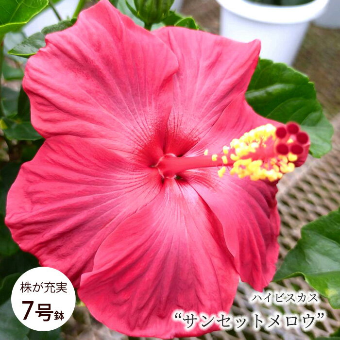 特徴 品種名：サンセットメロウ くすみ系の赤色が落ち着いた色合いのハイビスカス。花サイズは中輪の中ではやや小さめです。 ハイビスカスは、赤・黄・白・ピンク・オレンジ色など原色の鮮やかな花色が魅力の熱帯花木です。 置き場所 日光がよく当たる場...
