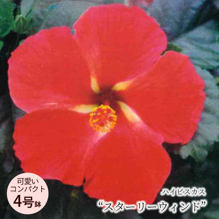 特徴 品種名：サマーブリーズ スターリーウィンド 〜『サマーブリーズ』シリーズ〜 多花性と耐暑性の特徴を持つハイビスカスのシリーズ。 サマーブリーズの名前の通り、他のハイビスカスに比べて夏向きのハイビスカスです。 ハイビスカスは、赤・黄・白...