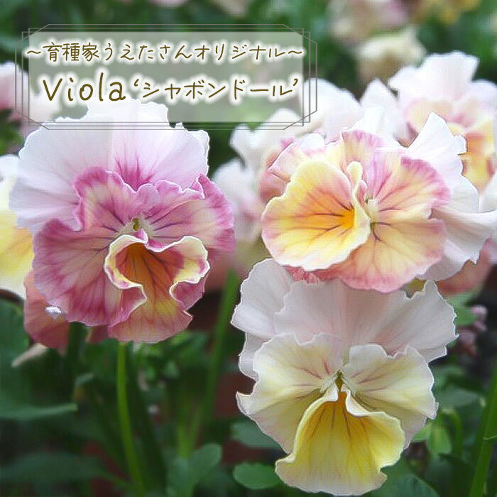 特徴 【育種家うえたさんオリジナル】 高知県の育種家『植田光宣・寛美さんご夫妻』が、2001年春より見元さんの指導のもと育種を始め作出されたパンジー・ビオラは、一つの品種で色幅がとてもあるので、同じ品種だけで楽しむことも、いろいろな品種と組...