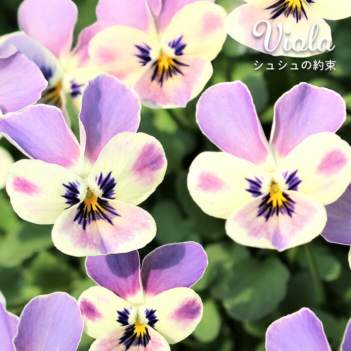商品説明 『見元園芸』オリジナルビオラ 9cmポット 面長でユニークな花形の「うさぎ型ビオラ」や華やかな「丸弁型ビオラ」など、小動物のような愛らしさのあるオリジナル品種がたくさん。全国のガーデニストから注目を集めています。 【ビオラ】 科名...